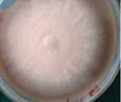 Visual observation of colour change from colour less to reddish brown.