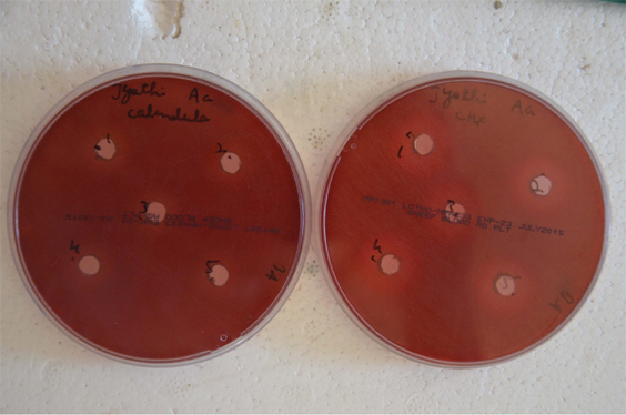 Agar Well diffusion.