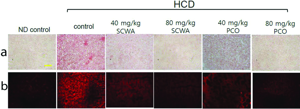 Enhanced Anti-Oxidant Ability