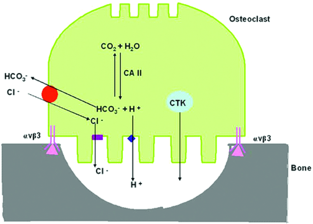 After the osteoclast gets attached to the bone surface, the process of ...