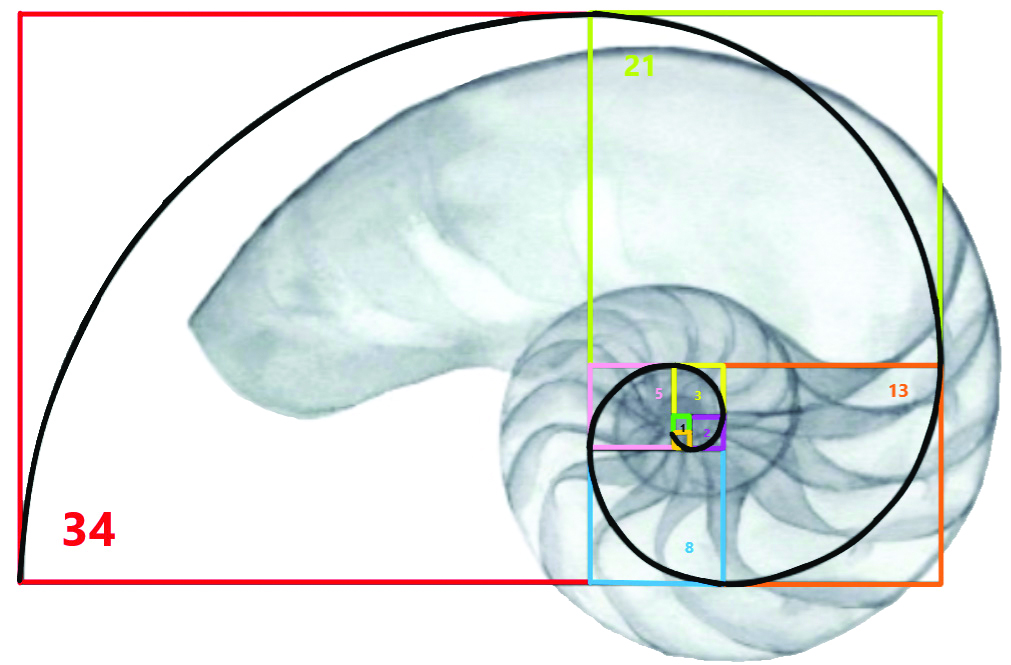 Fibonacci Numbers In Human Body