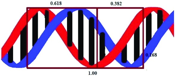 Organs of The Human Body
