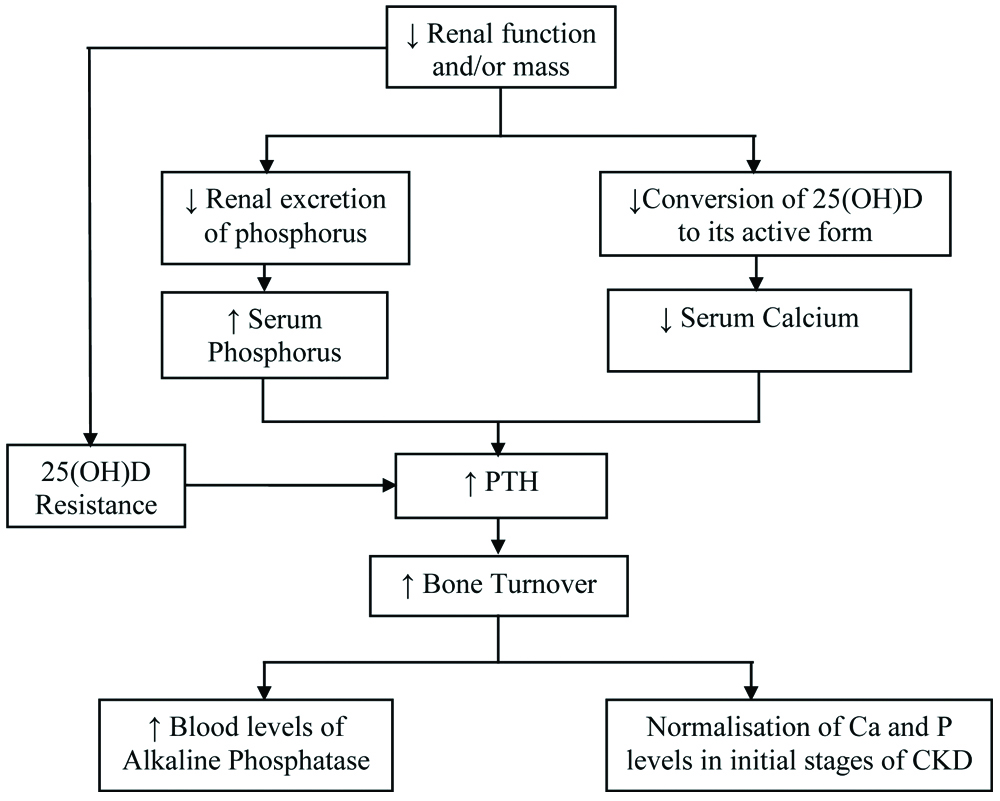 Renal Osteodystrophy Diagram