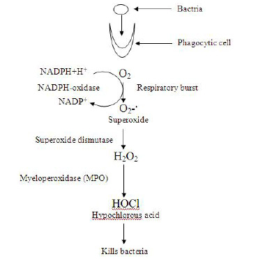 Respiratory burst; Oxidative Burst