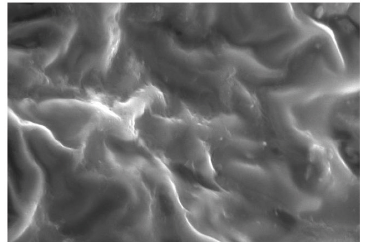 SEM observation of acid-etched enamel surface after pretreatment with ...