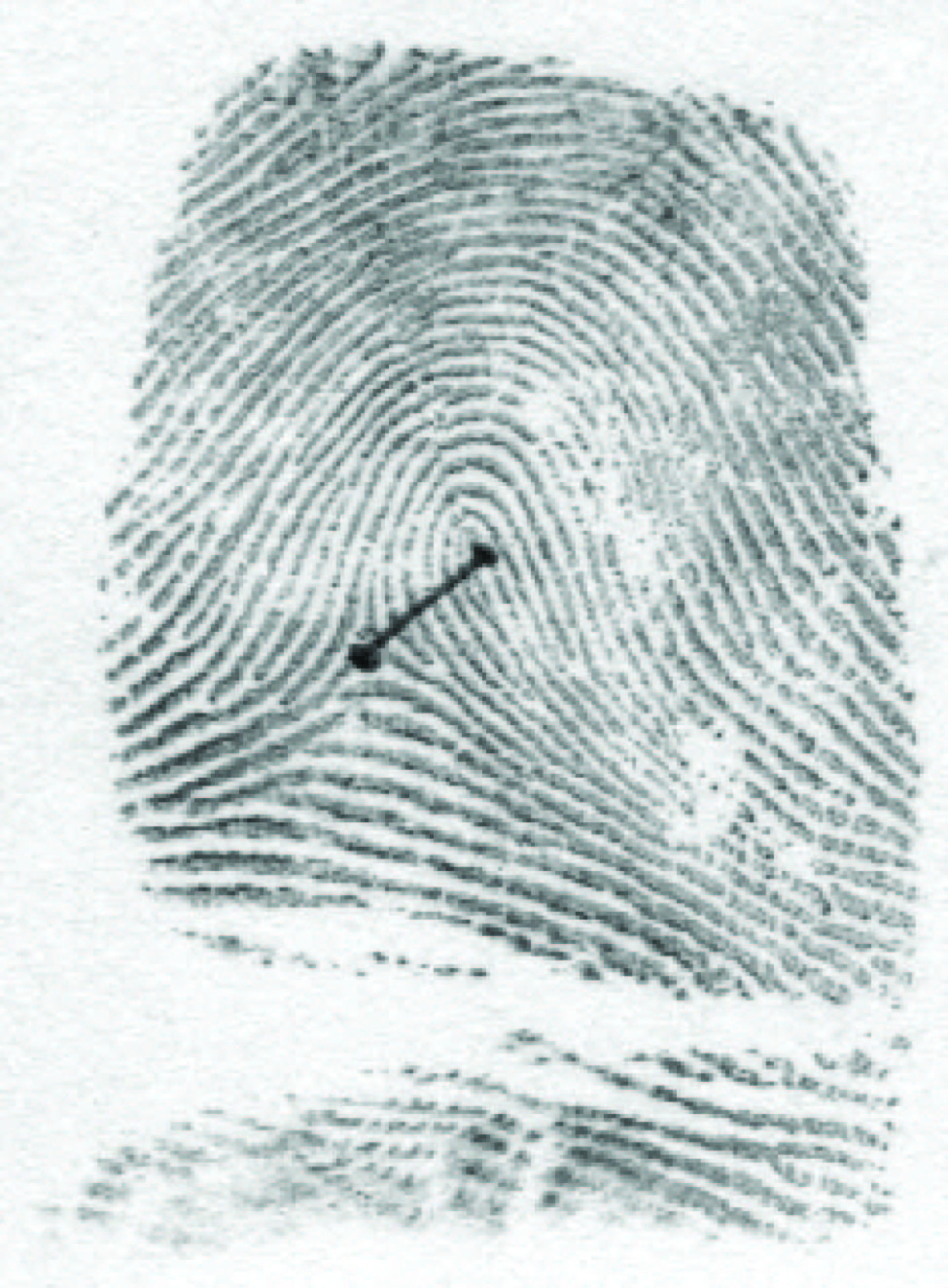 Simple whorl (Spiral whorl-W S )