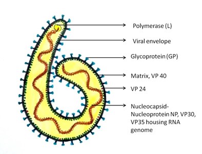 Marburg Virus Diagram