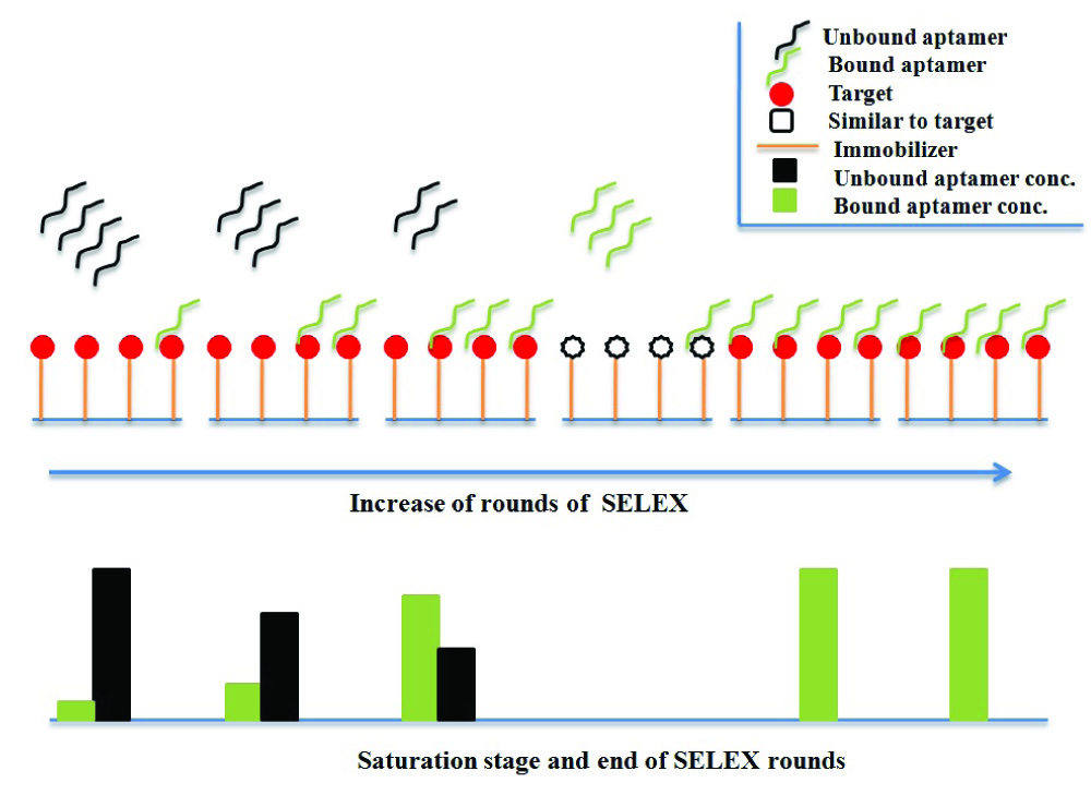 Application of Aptamers in Therapeutics