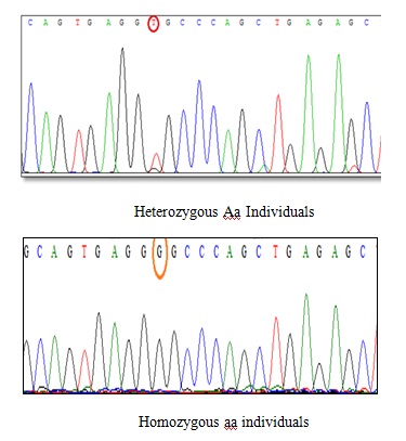 The results of DNA sequencing for TaqI polymorphism. The results of ...