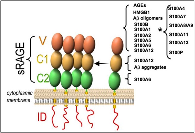 S100 in Oral Squamous Cell Carcinoma (OSCC):