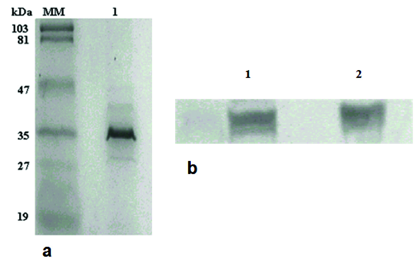 Cell culture: Purified HAP from C6709 showed dose dependent cell ...