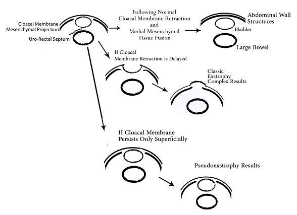 Embryologic events occurring during development of layers of lower ...